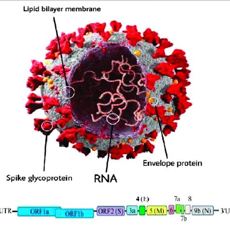 A Schematic Representation Of The Genome Organization And