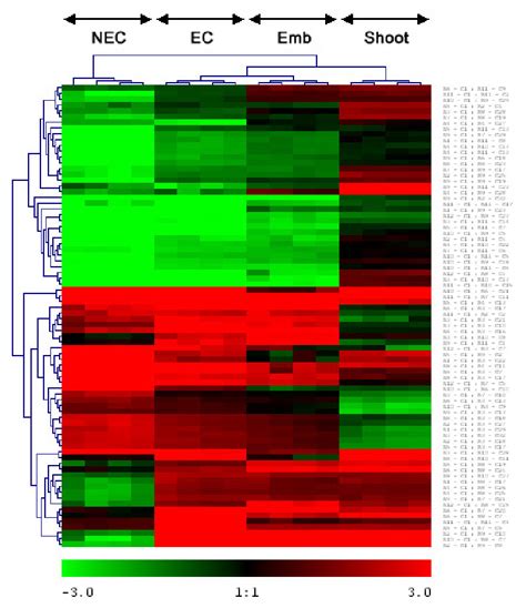 Hierarchical Clustering Of One Set Of Tissue Culture Samples Download Scientific Diagram