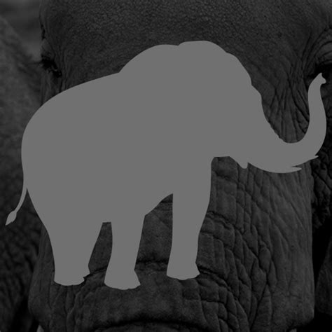 Shaba Free To Be Elephants