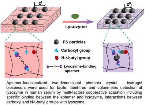 Biosensors Free Full Text Multi Factors Cooperatively Actuated Photonic Hydrogel Aptasensors