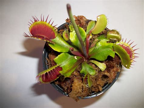 Amazon Rainforest Venus Fly Trap