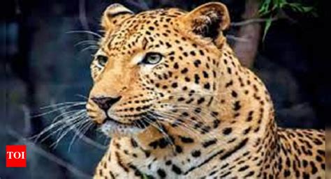 Leopard Attacks Leopards Looking For Easy Prey Forest Dept Meerut