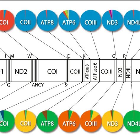 Use Frequency Of Start And Stop Codons For 13 Protein Coding Genes In Download Scientific