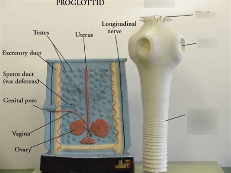 Tapeworm Model Scolex Diagram Quizlet