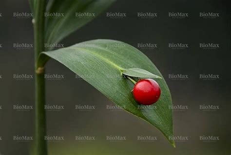 Иглица колючая - BioMax — интернет-магазин витаминов и пищевых добавок ...