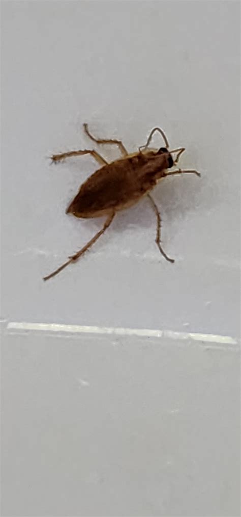 Please Tell Me Its Not A Mini Cockroach R Whatsthisbug