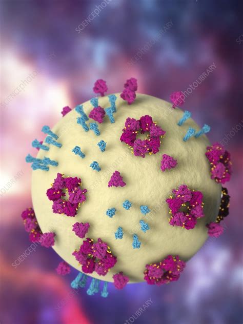 Nipah Virus Structure Illustration Stock Image C0518146 Science