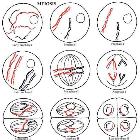 Understanding Anaphase 1 A Visual Explanation