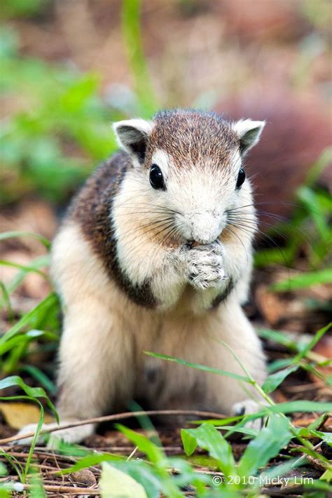 Variable Squirrel Callosciurus Finlaysonii