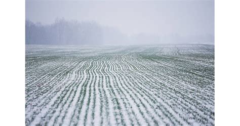 Студът калява посевите Български Фермер