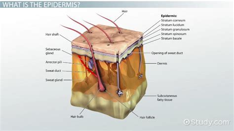 Structure Of The Epidermis Biological Science Picture Root Structure
