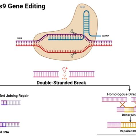 Crisprcas9 Structure And Features Figure Displays The Structure Of