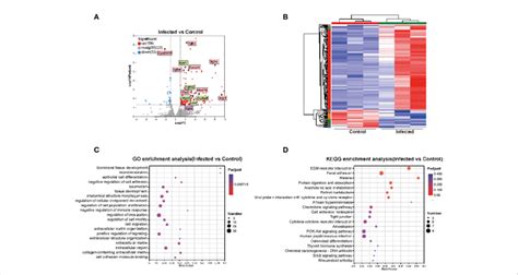 Cluster And Enrichment Analysis Of Mouse Liver DEGs At 5 Weeks Post C