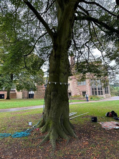 Tree Decay Detection Advanced Tree Inspections