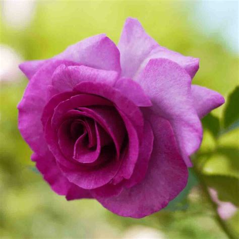 Магнезиево калциев тор Доломит Премиум каменно брашно за земеделски култури тревни площи и