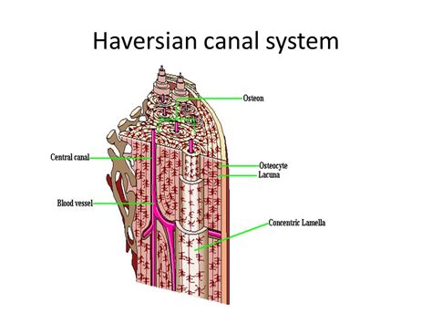 Exams And Me Haversian Canal System
