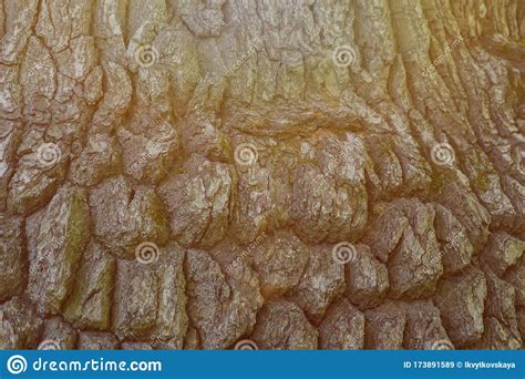 Old Tree Barck Background In Sun Light Seamless Texture Stock Image