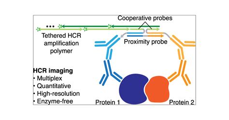 Multiplex Quantitative High Resolution Imaging Of Proteinprotein Complexes Via Hybridization