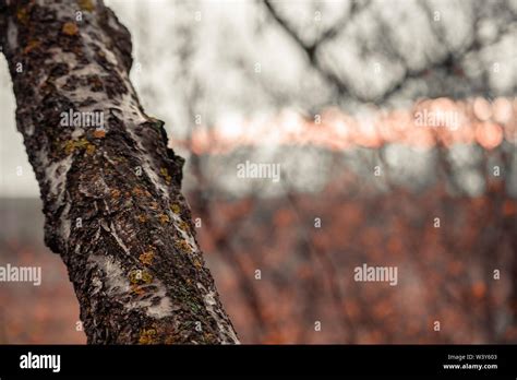 Sunset Behind Tree Branch Stock Photo Alamy