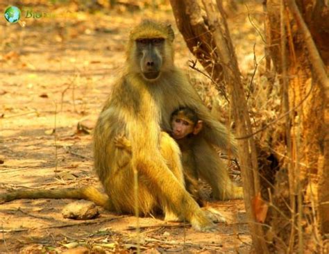 Yellow Baboon Characteristics Papio Cynocephalus Diet And Facts