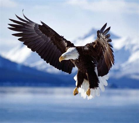 대머리 독수리 배경화면 Phoneky에서 모바일로 다운로드