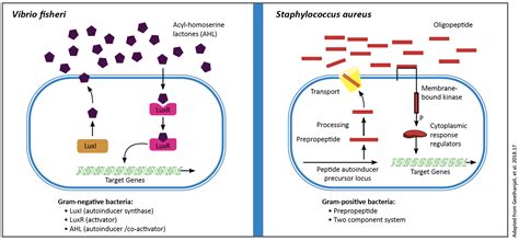 Quorum Sensing Molecular Aspects Of The Functioning Of Pathogenic