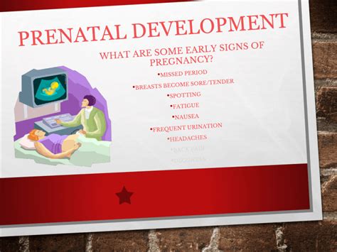 Conception And Birth Powerpoint