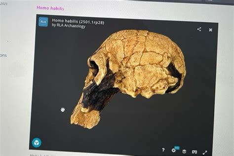 Solved Workstation 1 Early Homo Vs Australopithecus