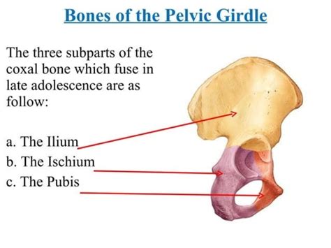 The Appendicular Skeleton Bones And Location Ppt