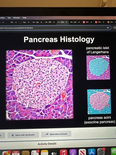 A P Lab Practical Flashcards Quizlet