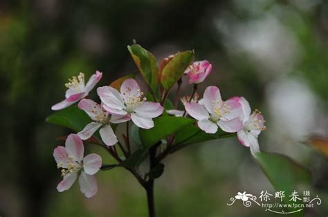 垂丝海棠Malus halliana 花卉图片网