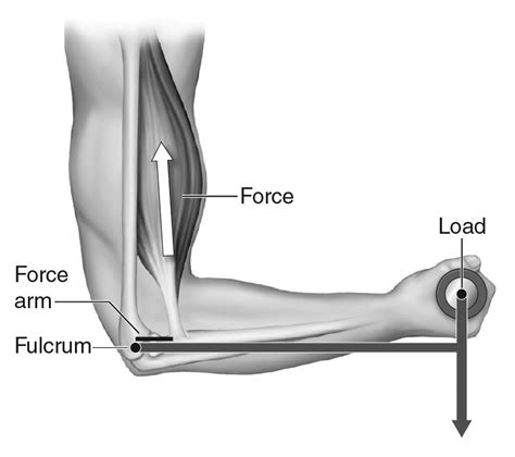 How To Determine Lever Arm At Kathryn Ono Blog