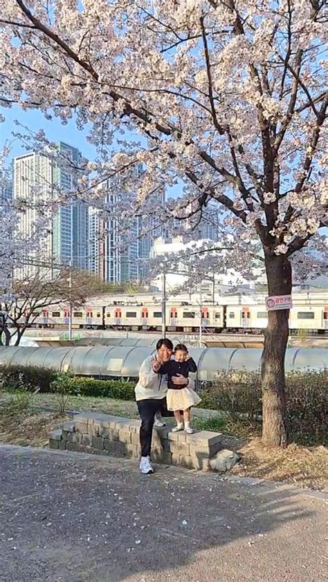 김수정 🌸 4월안에 다 올려보려고하는 꽃피드 🫶🏼 동네마다 벚꽃존이 많은데 집앞 버정에 엄청 큰 벚꽃이 하나펴요 ᐟ 집 가기전에 스을쩍 들려보는곳 여기 벚꽃이 만개하면