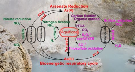 Genome Resolved Metagenomics And Metatranscriptomics Reveal That Aquificae Dominates Arsenate
