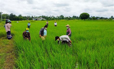 ကျွန်းလှမြို့နယ်တွင် ကိုဗစ် ၁၉ စီးပွားရေးကုစားမှု Cerp အစီအစဉ်ဖြင့် စိုက်ပျိုးသော မိုးစပါး မ