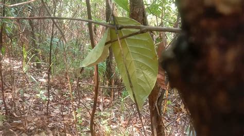 Dib Qaib Qus Youtube