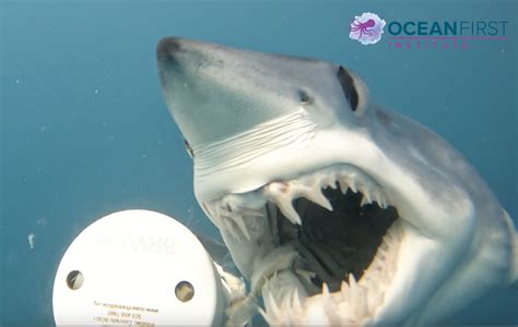 Limage De La Bouche Dun Requin Devenue Virale Sur Les Réseaux Sociaux Infobae