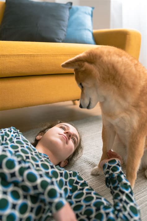 Why Does My Labrador Stare At Me