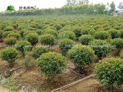 红叶石楠的观赏价值在哪里 好景园林