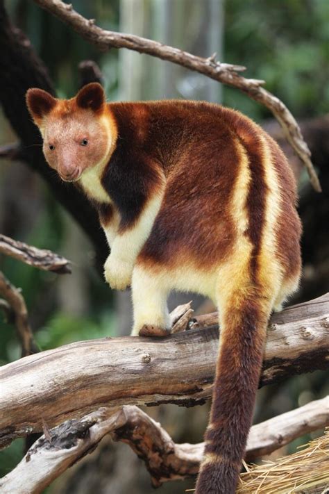 Goodfellows Tree Kangaroo R NatureIsFuckingLit