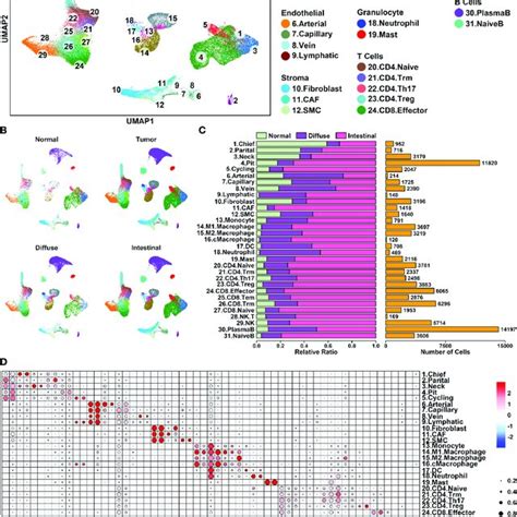 A Single Cell Atlas Of Human Diffuse And Intestinal Type Gc Samples A Download Scientific