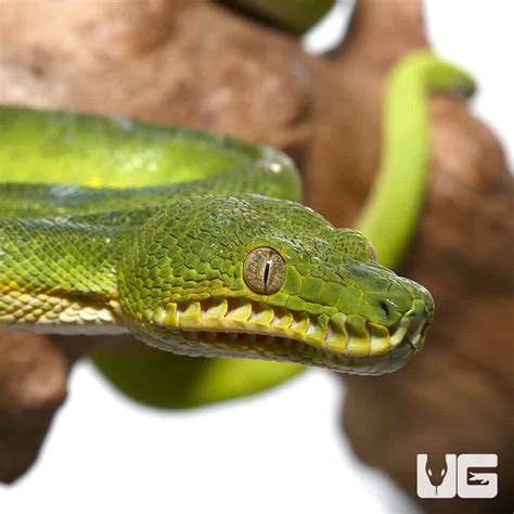 Female Reduced Pattern Juvenile Emerald Tree Boa Corallus Caninus For Sale Underground Reptiles