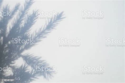 벽이나 테이블의 질감 표면의 흰색 회색 배경에 크리스마스 나무 가지에서 그림자 텍스트 공간 0명에 대한 스톡 사진 및 기타 이미지 Istock
