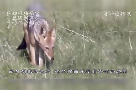 狞猫敢单挑群狼，却唯独怕它，一旦遇到连喘气的机会都没有单挑机会