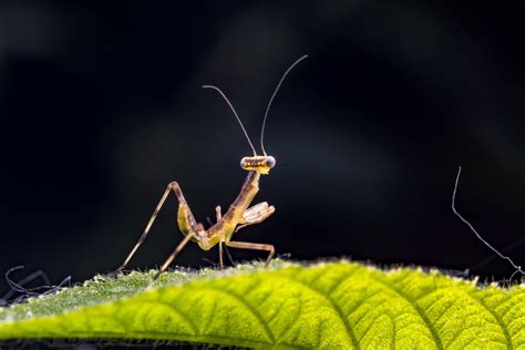 Small Mantis Insect Free Photo On Pixabay Pixabay