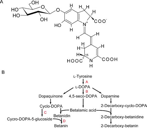 Characteristics Of Betacyanins A The Chemical Structure Of Betanin