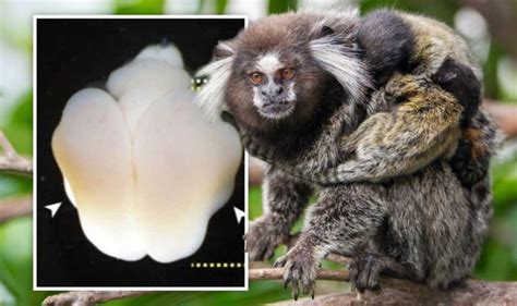 Neuroscientists Splice Human Genes Into MONKEY BRAINS To Improve IQ In Odd Experiment Science