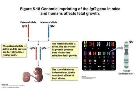 Sex Influenced And Sex Limited Traits Ppt Ppt Genetics Science