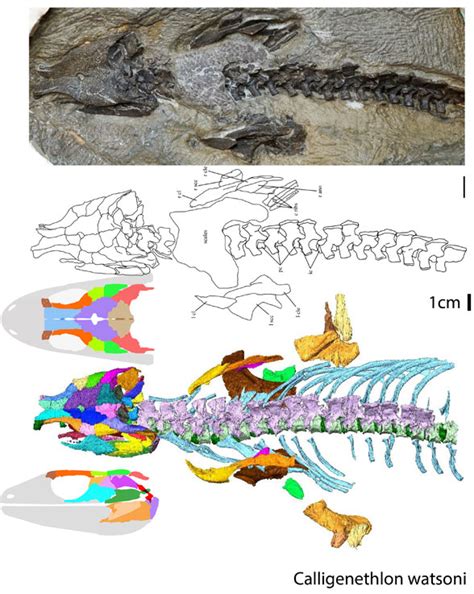 Proterogyrinus Fossil
