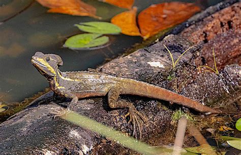 Common Basilisk Lizard Female Birdforum